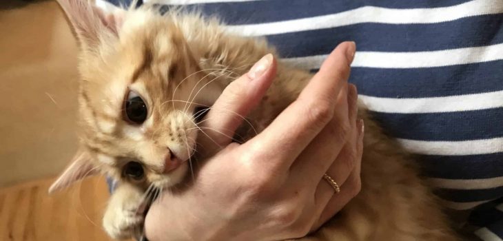 What Does It Mean When A Cat Bites You Hard what-does-it-mean-when-a-cat-bites-you-hard