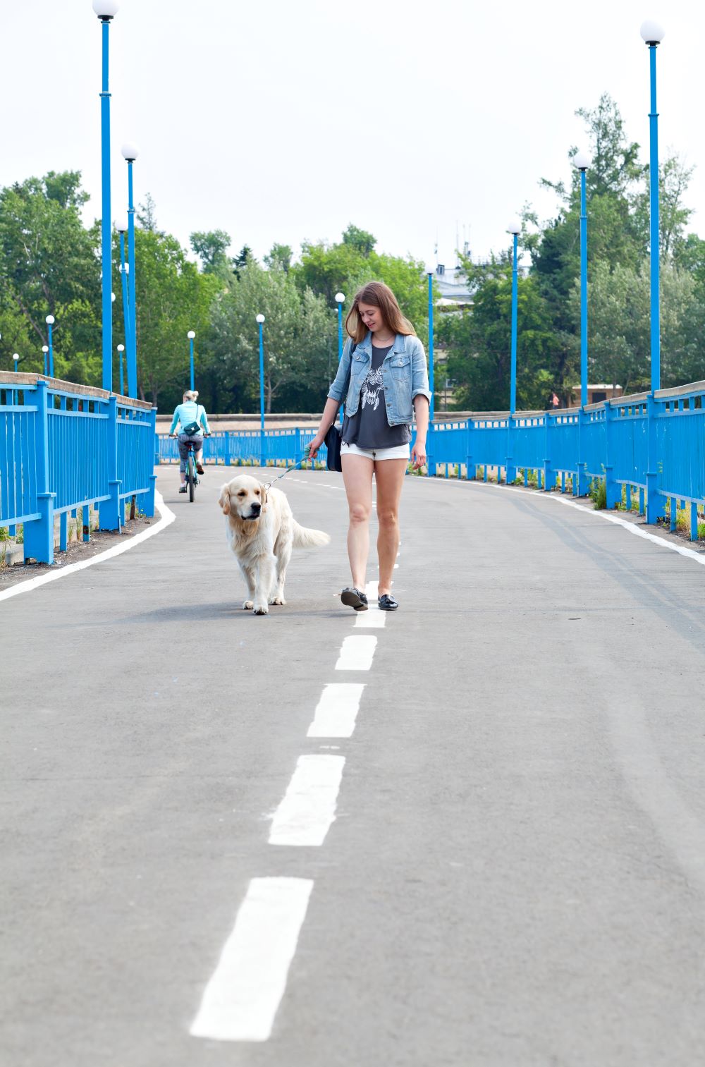 How To Train Your Dog With An Invisible Fence