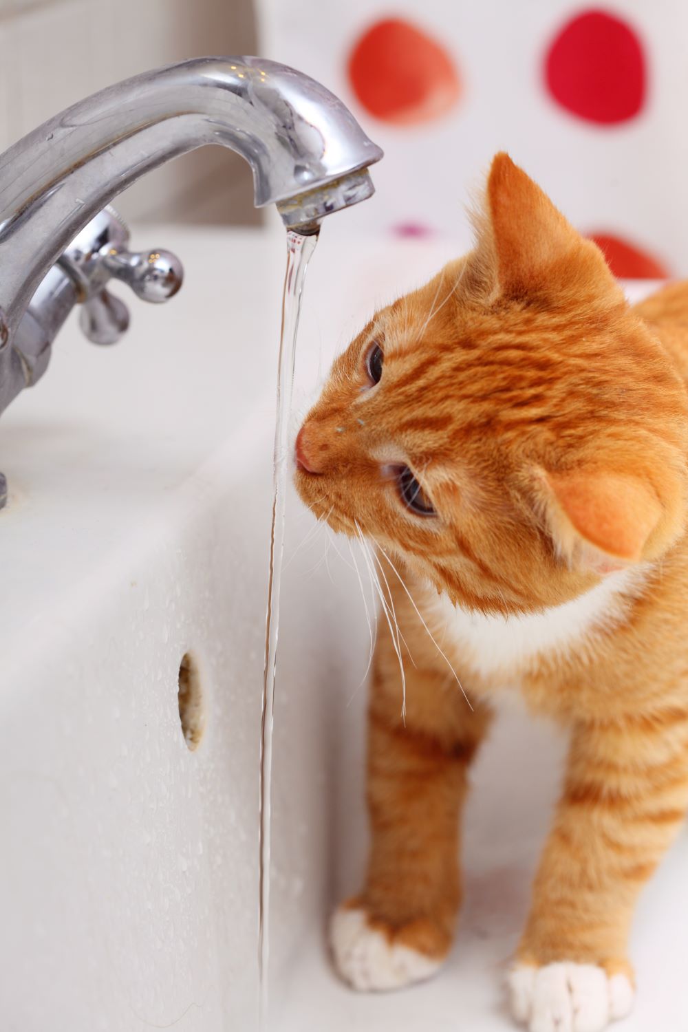 How Often Should You Bathe A Cat? - PetCosset