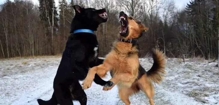 How To Safely Break Up A Dog Fight