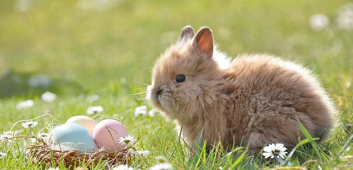 How Many Eggs Do Rabbits Lay? Facts You Should Know! - PetCosset