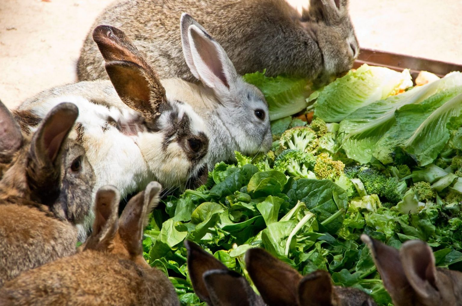 Can Rabbits Eat Arugula? 7 Facts That You Should Know! - PetCosset