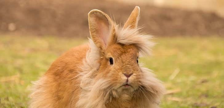 Can Rabbits Eat Paper 3 Simple Ways To Stop Them PetCosset