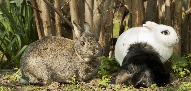 Can Rabbits Climb? 7 Exciting Facts You Should Know! - PetCosset