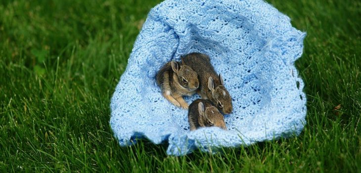 Baby Rabbits Screaming: 4 Reasons Why, What To Do! - PetCosset