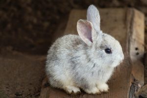 Why Do Rabbits Pull Their Fur Out? 6 Reasons Why! - PetCosset