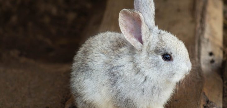 Why Do Rabbits Pull Their Fur Out? 6 Reasons Why! - PetCosset