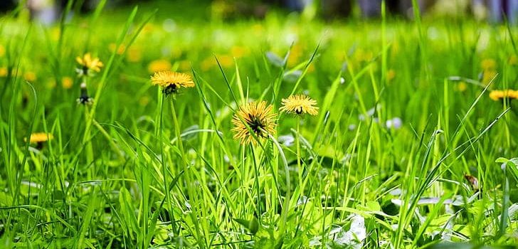 Can Rabbits Eat Dandelions? 9 Easy Things To Know - PetCosset