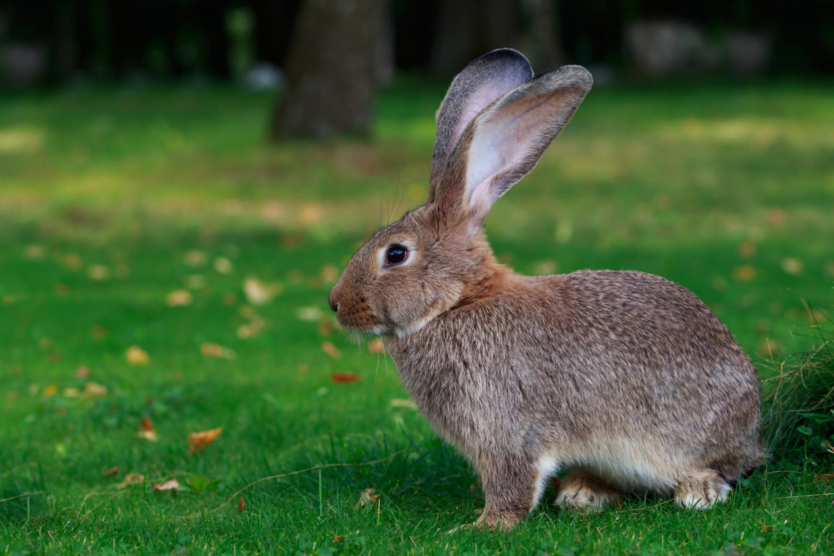 How Many Eggs Do Rabbits Lay? Facts You Should Know! - PetCosset