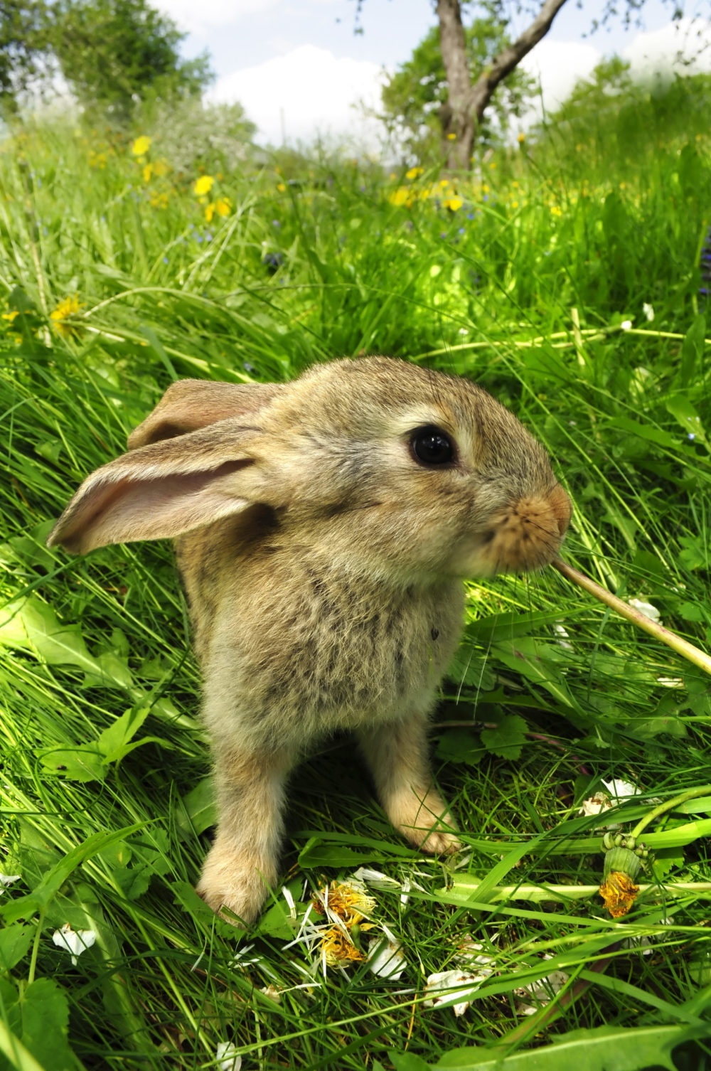 Can Baby Bunnies Have Regular Milk at Sandra Moody blog
