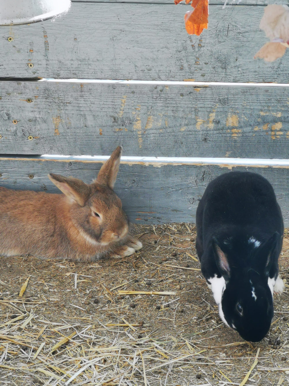 Can Rabbits Eat Cilantro? 4 Great Foods You Can Add - PetCosset