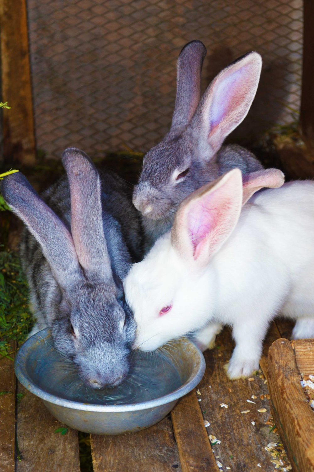 Can Rabbits Eat Arugula? 7 Facts That You Should Know! - PetCosset