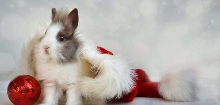 How To Treat Bloat In Rabbits? 7 Easy Ways You Can Do! - PetCosset