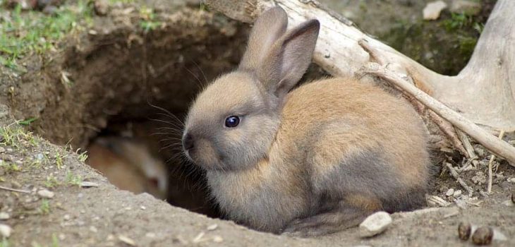 How Smart Are Rabbits? 7 Easy Steps To Test Their IQ - PetCosset