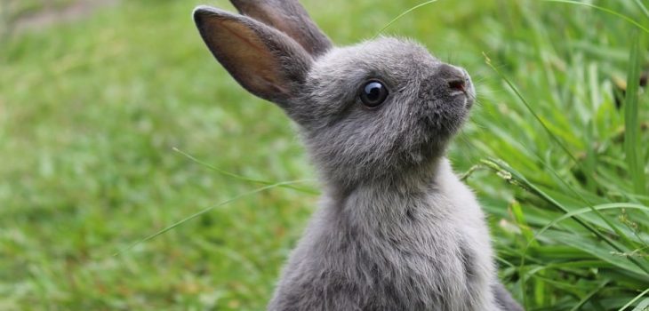 How Long Do Mini Rex Rabbits Live? Know Amazing Facts! - PetCosset