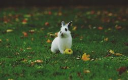 Why Do Rabbits Stomp? 6 Awesome Reasons To Know! - PetCosset
