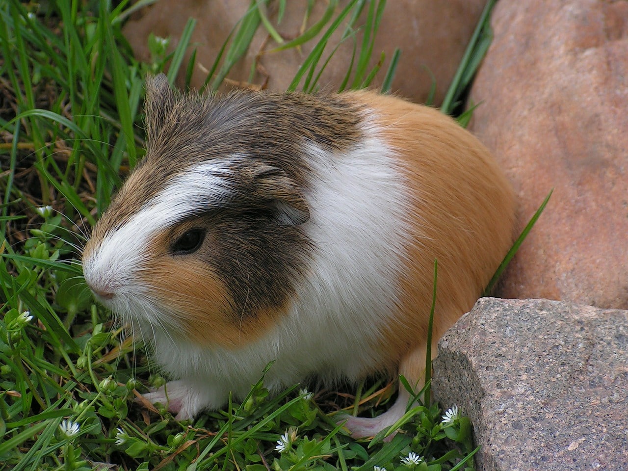 How Much Are Guinea Pigs At Petsmart Here s The Deal PetCosset