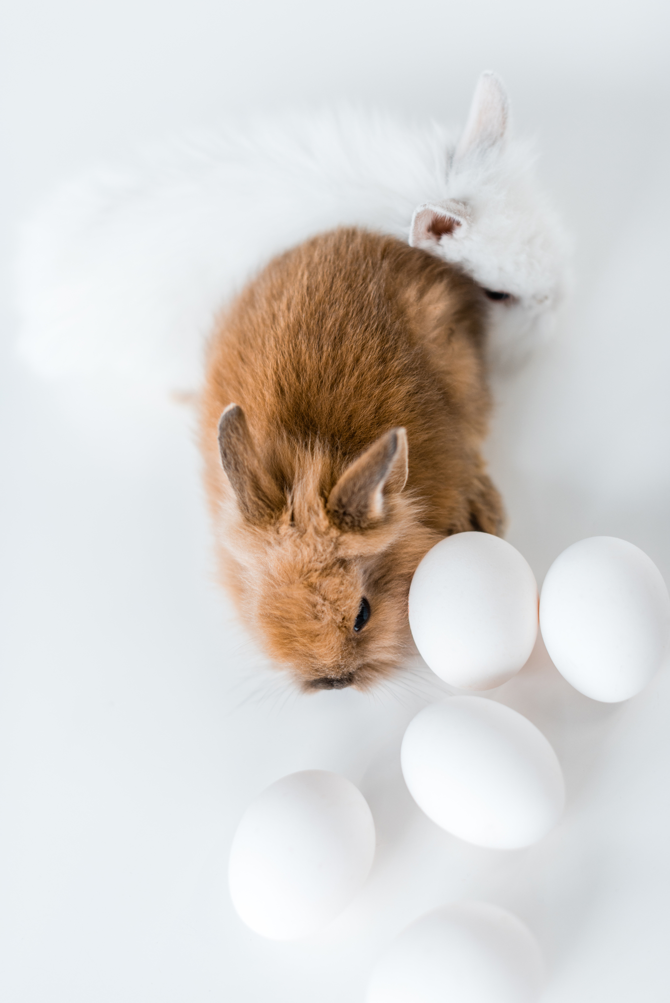 When Are Rabbits Fully Grown? 3 Surprising Factors To Know! - PetCosset