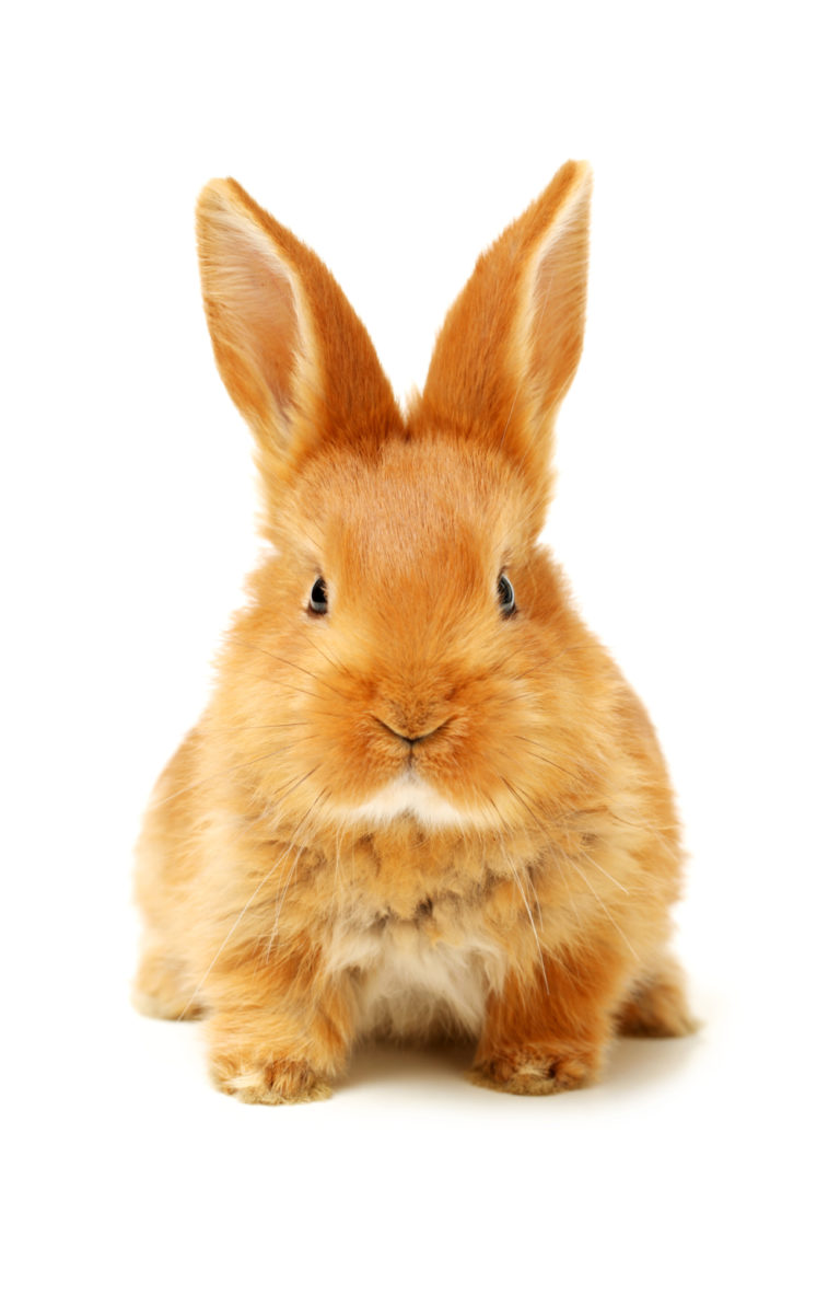 How Fast Do Rabbits Grow? 4 Phases You Should Know! - PetCosset