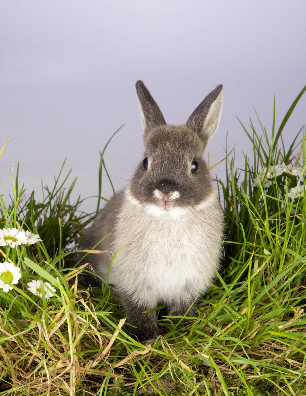 How Do Rabbits See? 5 Amazing Ways How! - PetCosset