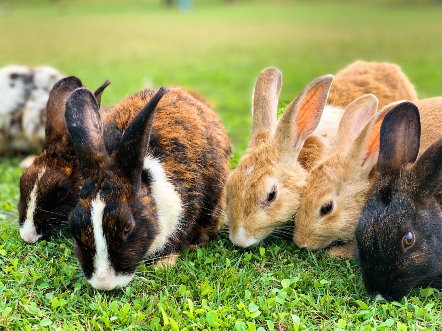 When Are Rabbits Fully Grown? 3 Surprising Factors To Know! - PetCosset
