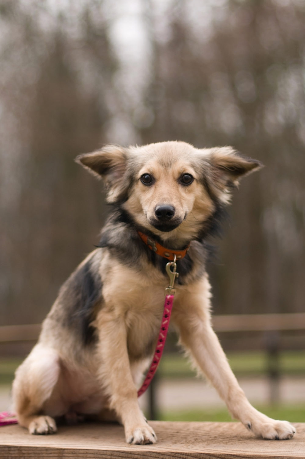 Why Is My Dog Acting Paranoid All of a Sudden? 8 Possible Reasons