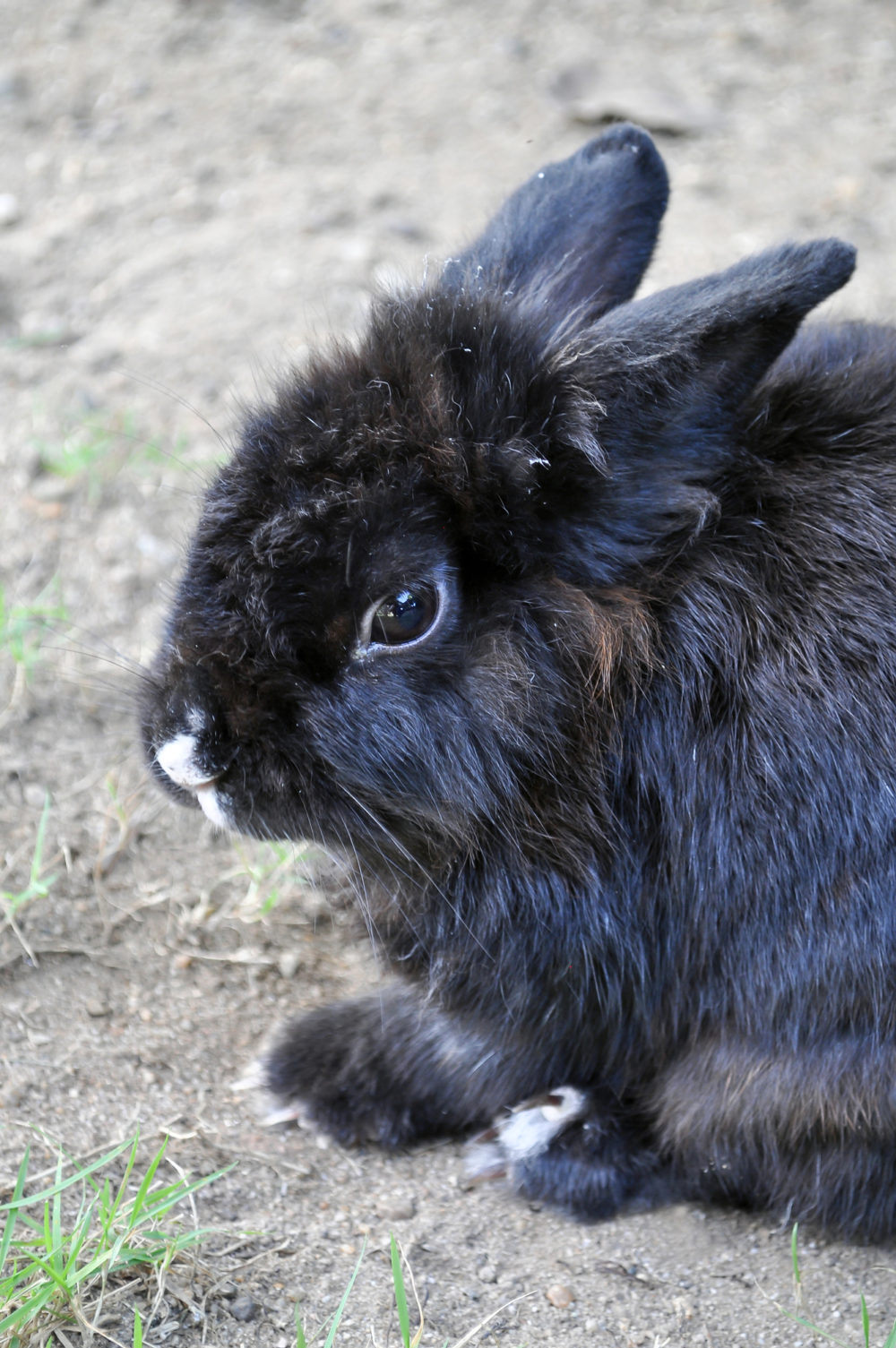 How To Groom A Lionhead Rabbit? In 6 Awesome Steps! - PetCosset