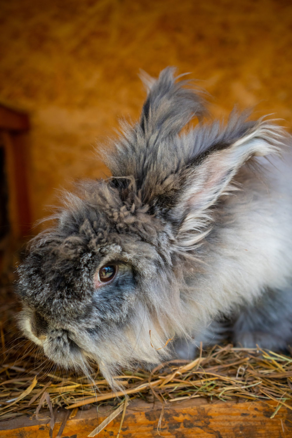 How To Shave A Matted Rabbit? In 5 Easy Steps! - PetCosset