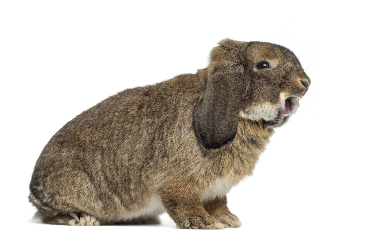 Why Do Rabbits Eat Paper? 2 Signs Your Rabbit Is Bored! - PetCosset