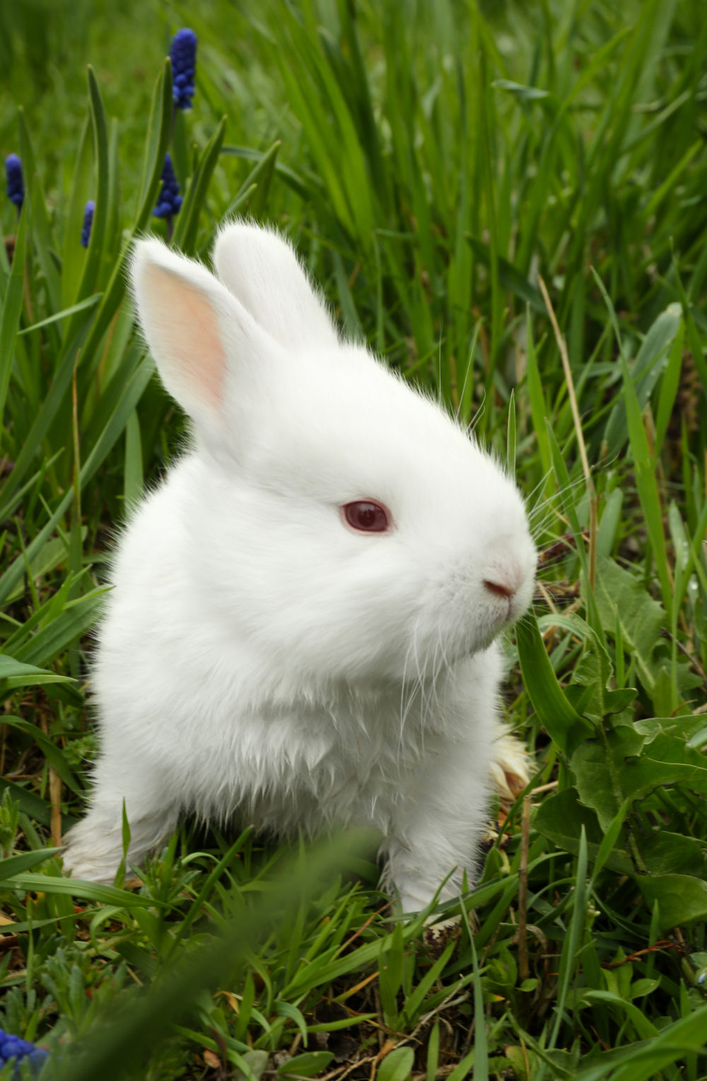 Why Is The Rabbit Crying? 6 Questions Answered! - PetCosset
