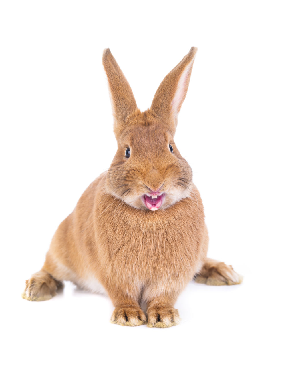 Why Is The Rabbit Crying? 6 Questions Answered! - PetCosset