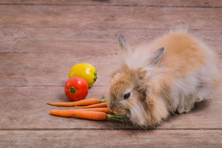 How To Make A Rabbit Gain Weight? In 4 Easy Steps! - PetCosset