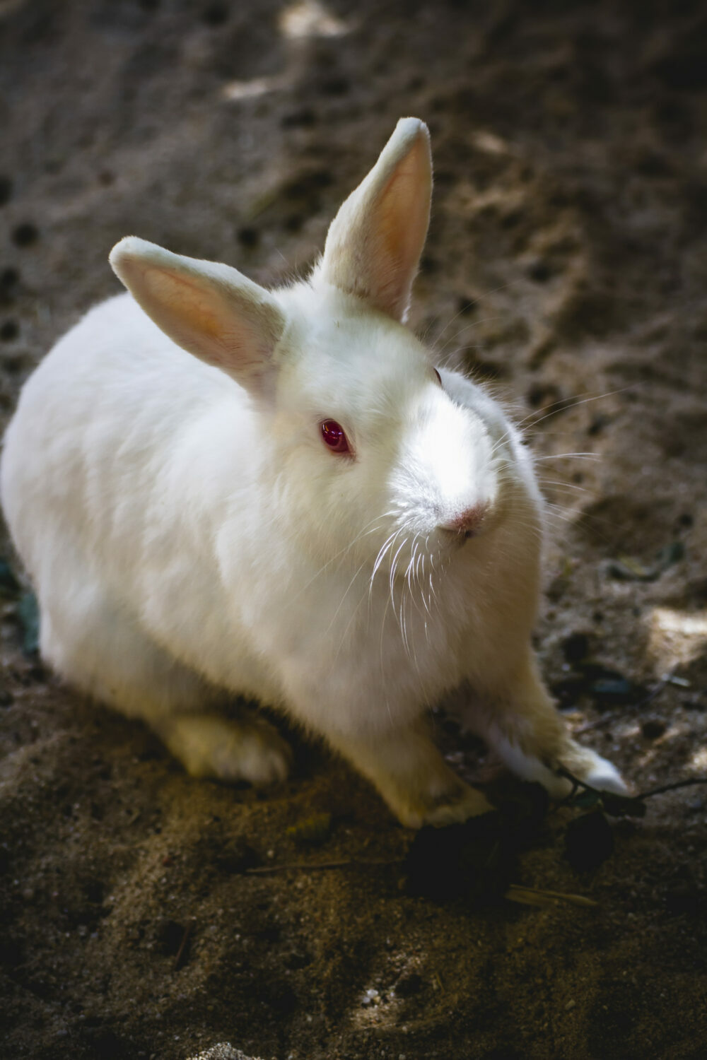Can Rabbits Throw Up? 5 Signs Your Rabbit Is In Danger - PetCosset