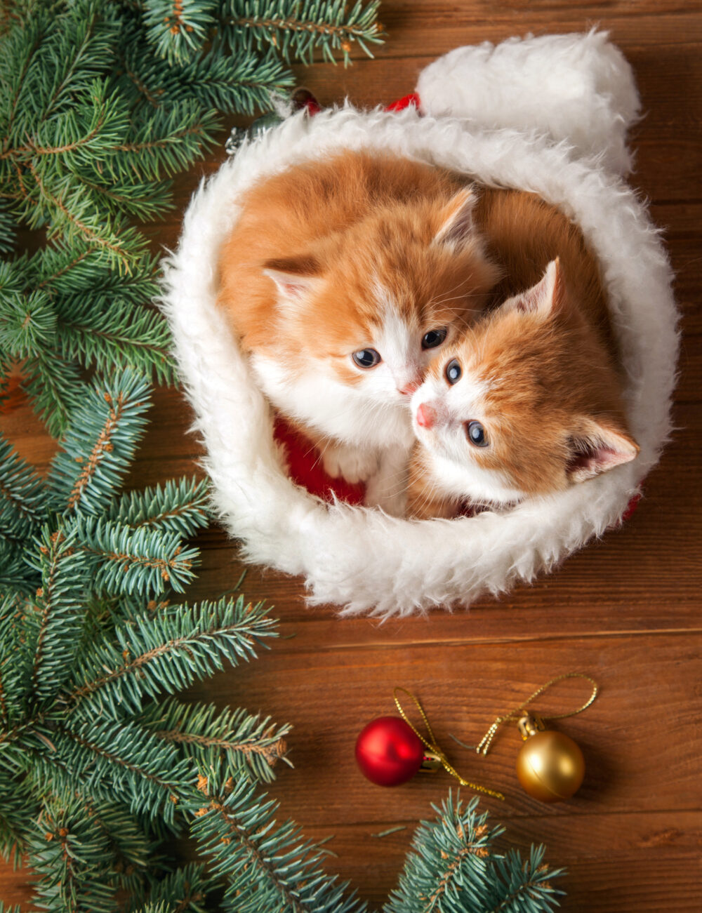 how-long-can-a-diabetic-cat-go-without-insulin