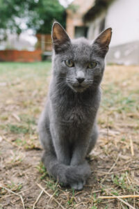 What To Do If You Hit A Cat While Driving: 5 Important Tips